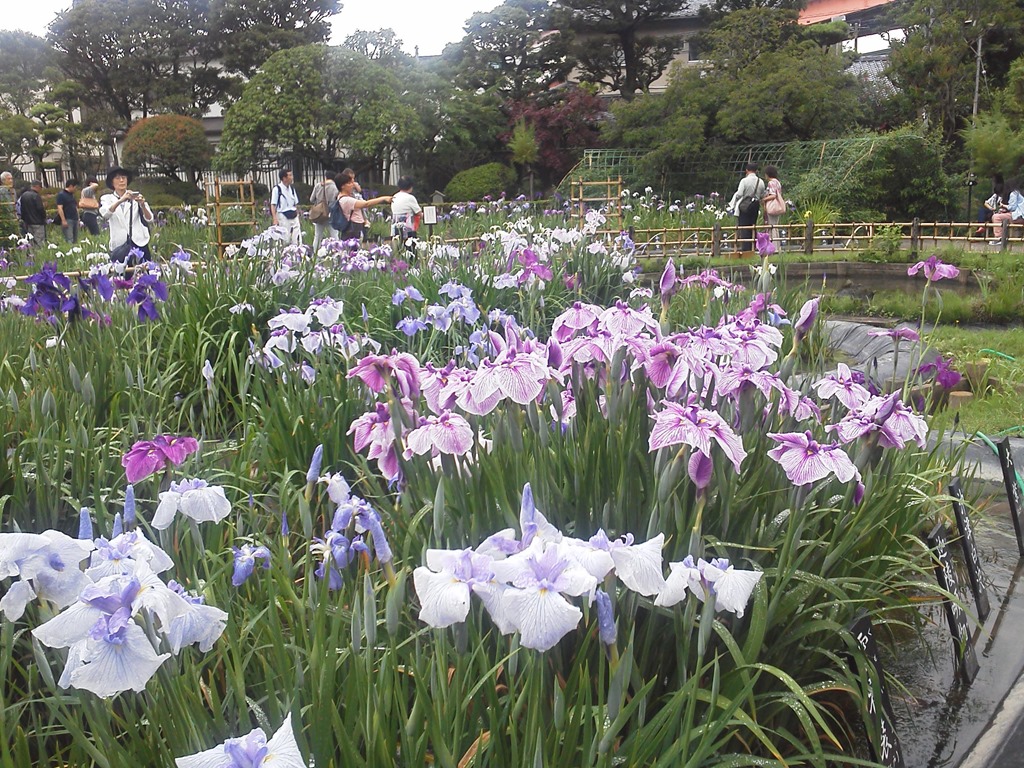 June Rain in Japan